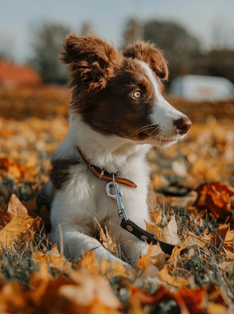 TrailBlazer Pet Supply and Grooming Chico California